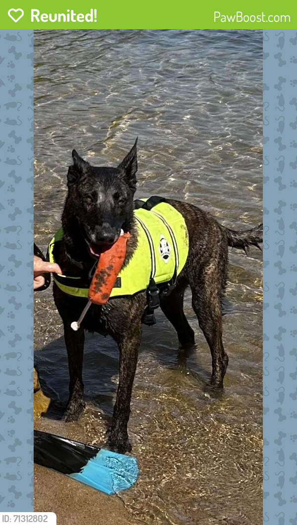 Reunited Female Dog in Pickens County, SC 29682 (ID: 71312802) | PawBoost