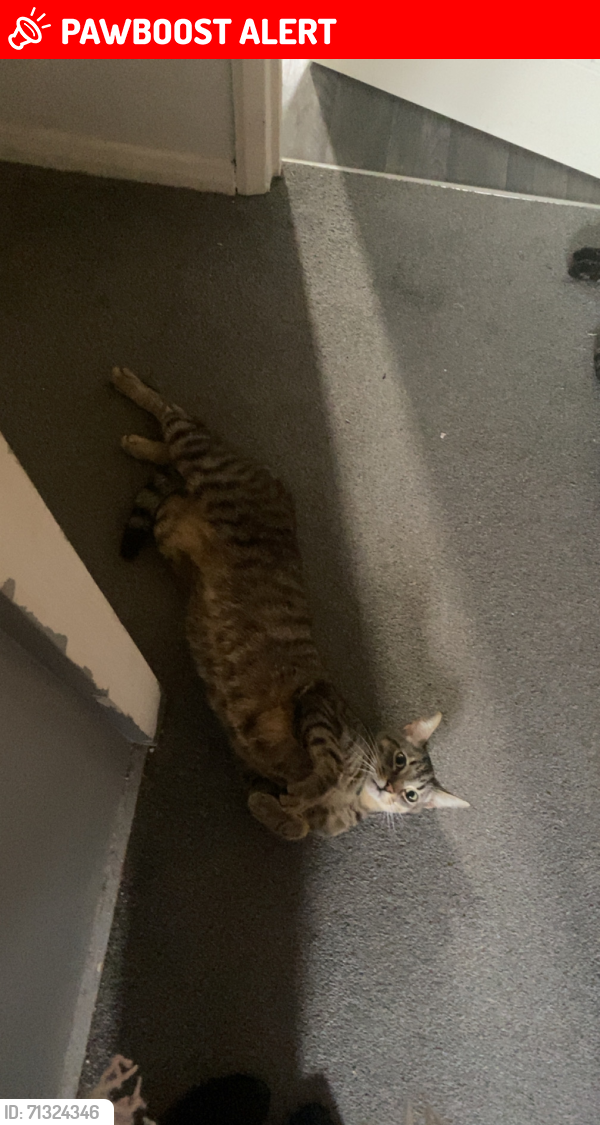 Staffordshire, England Lost Male Cat, Loki Is Missing | PawBoost