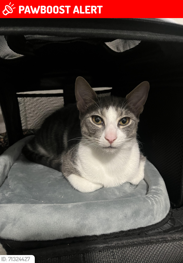 West Palm Beach, FL Lost Male Cat, Felipe Is Missing | PawBoost