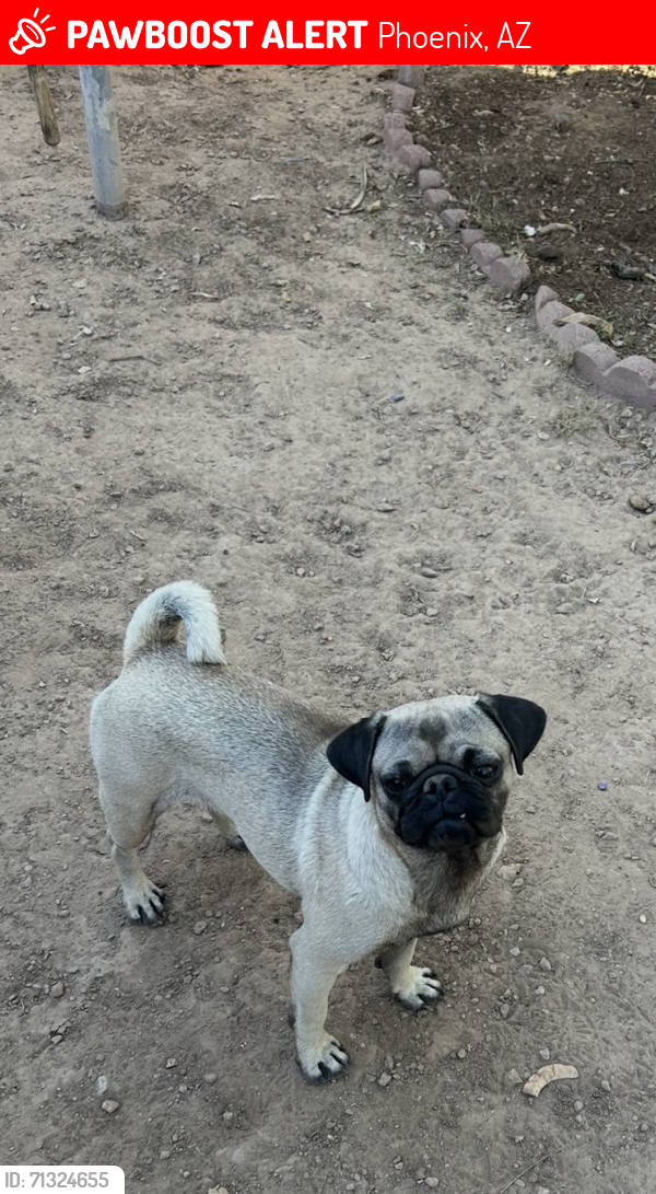 Phoenix, AZ Lost Female Dog, Chata Is Missing | PawBoost