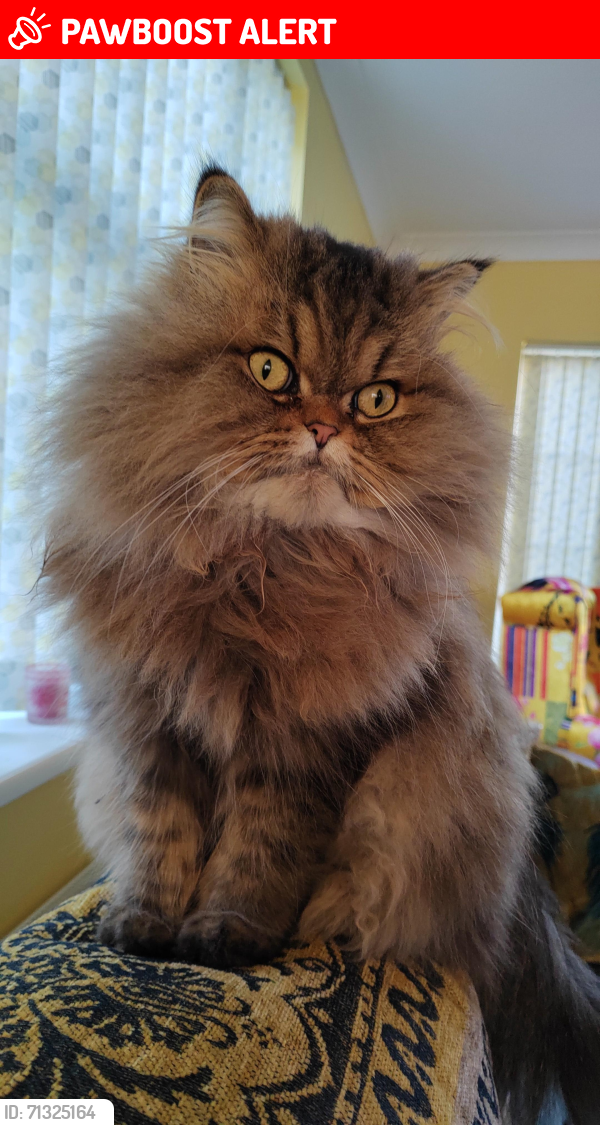Pontefract, England Lost Male Cat, Lemmy Is Missing | PawBoost