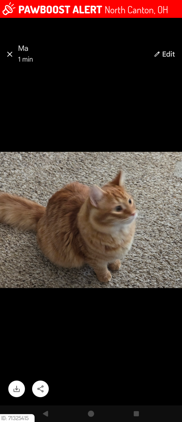 North Canton, OH Lost Male Cat, Max Is Missing | PawBoost