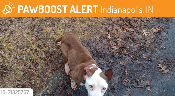 Indianapolis, IN Stray Dog Found Near Near N Bancroft | PawBoost