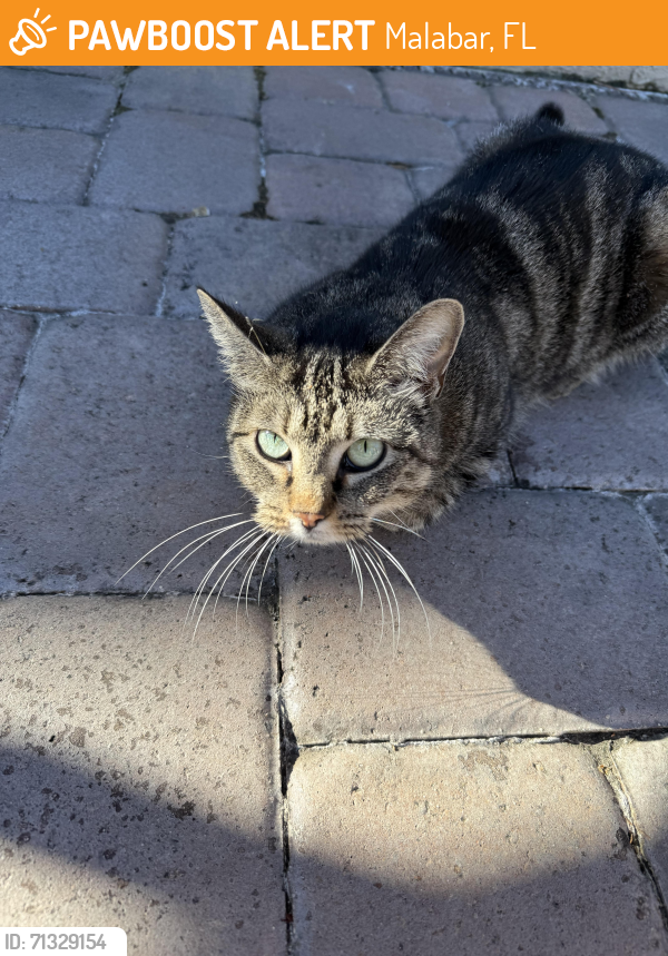 Malabar, FL Stray Cat Found Near Atz Rd, Malabar FL | PawBoost
