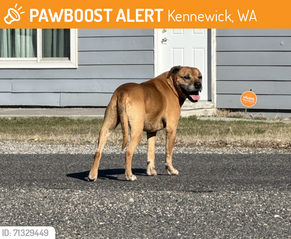 Kennewick, WA Stray Male Dog Found Near Edison St and 1st Street | PawBoost