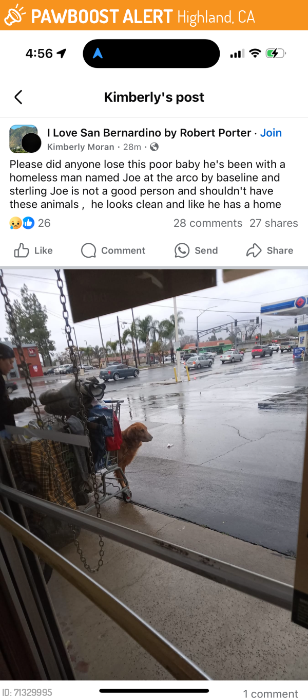 Highland, CA Stray Dog Found Near Baseline and sterling | PawBoost