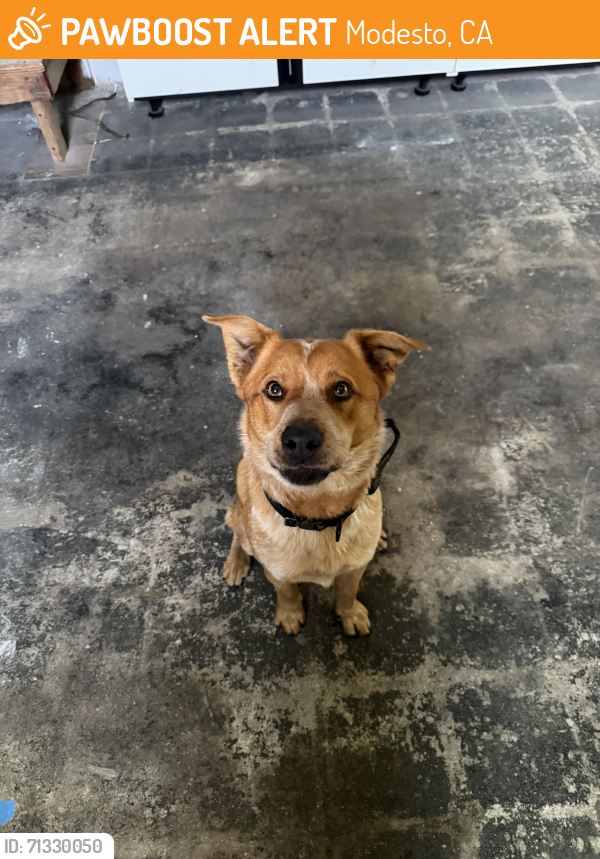 Modesto, CA Stray Male Dog Found Near Five points by McHenry | PawBoost