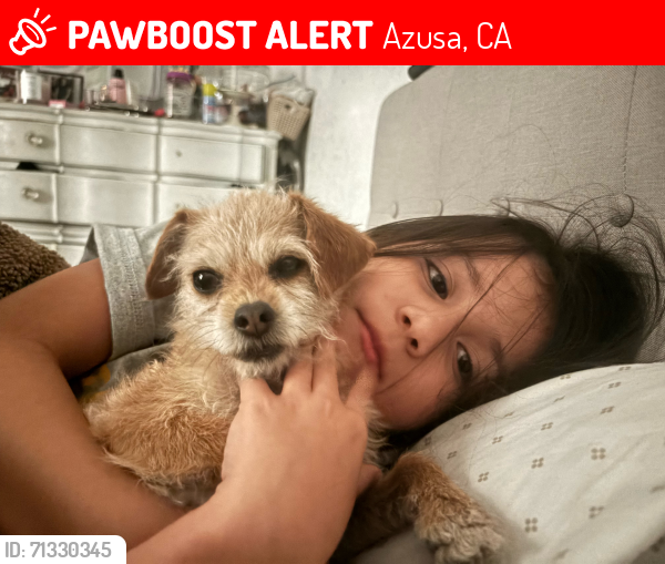 Azusa, CA Lost Female Dog, Triy Is Missing | PawBoost