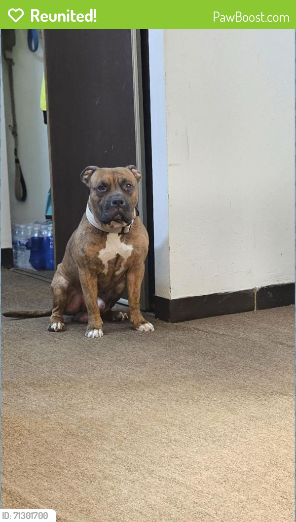 Reunited Male Dog in Akron, OH 44306 (ID: 71301700) | PawBoost