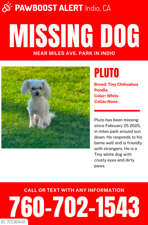 Indio, CA Lost Male Dog, Pluto Is Missing | PawBoost
