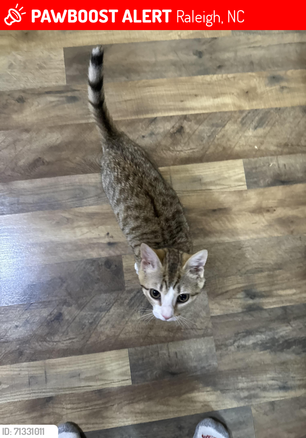 Raleigh, NC Lost Male Cat, Trout Is Missing | PawBoost