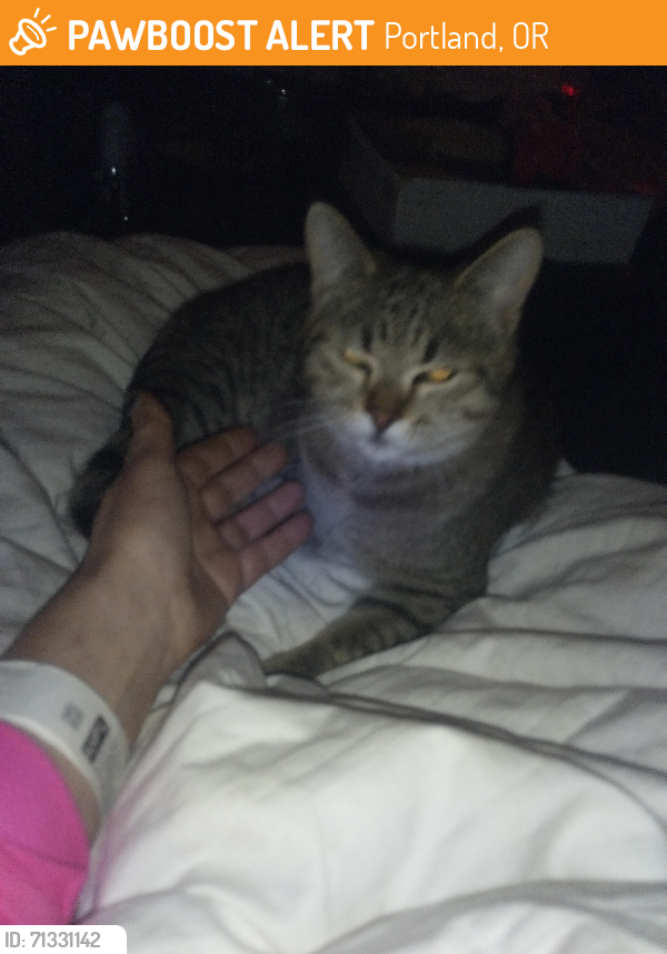 Portland, OR Stray Cat Found Near Heaven St and fessenden st | PawBoost