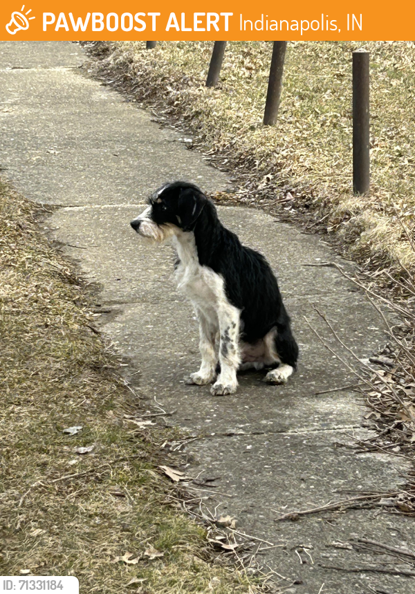 Indianapolis, IN Stray Male Dog Found Near Near w 34th street | PawBoost
