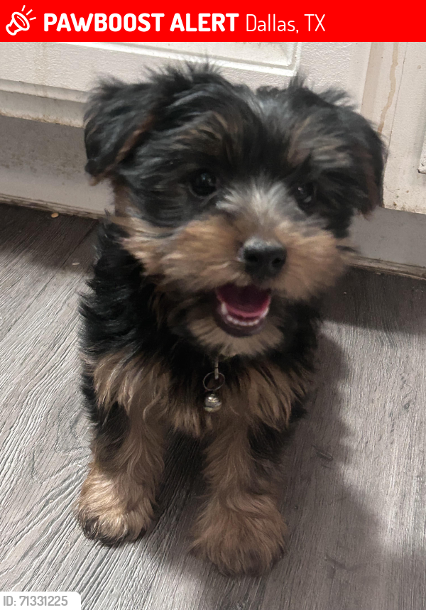 Dallas, TX Lost Female Dog, Luna Is Missing | PawBoost