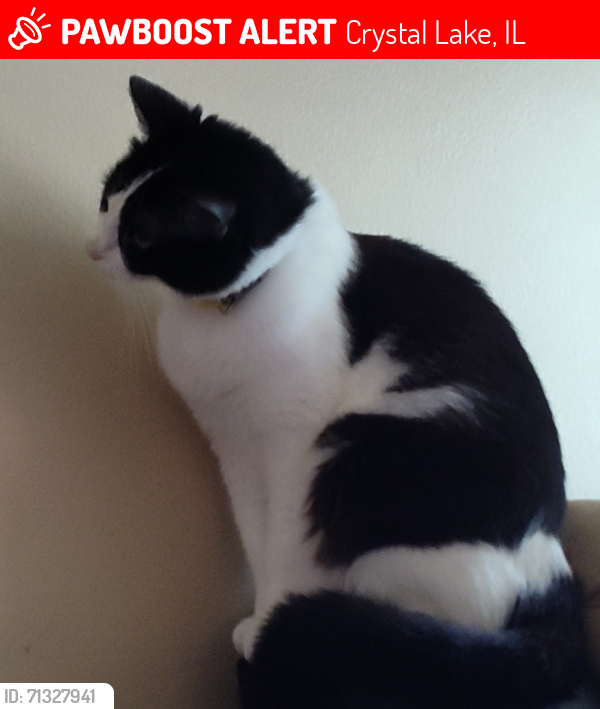 Crystal Lake, IL Lost Female Cat, Oreo Is Missing | PawBoost