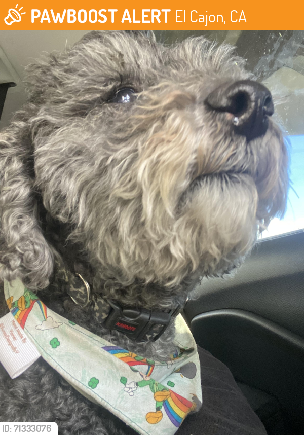 El Cajon, CA Stray Male Dog Found Near Greenfield and Bermuda | PawBoost