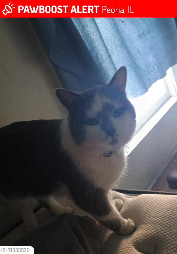 Peoria, IL Lost Male Cat, Lug Is Missing | PawBoost