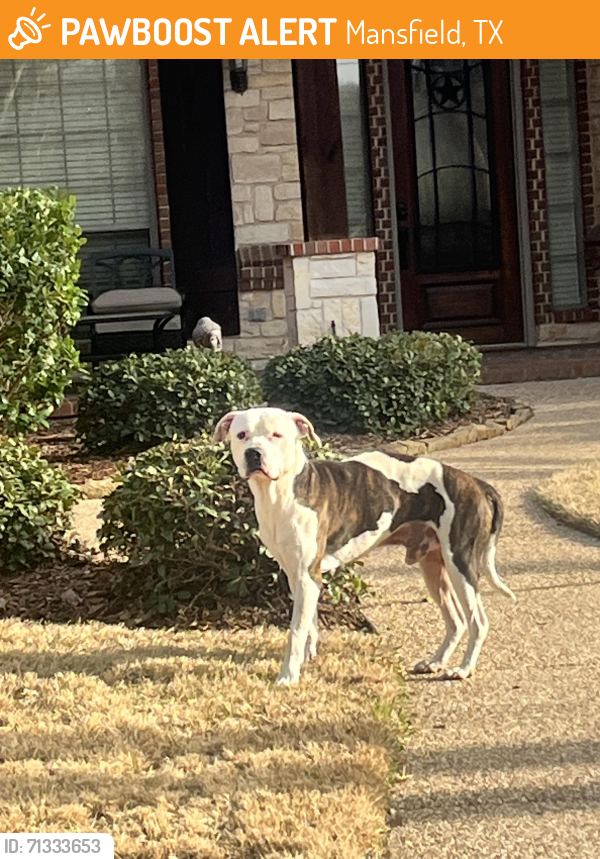 Mansfield, TX Stray Male Dog Found Near Moore Rd. Mansfield TX. | PawBoost