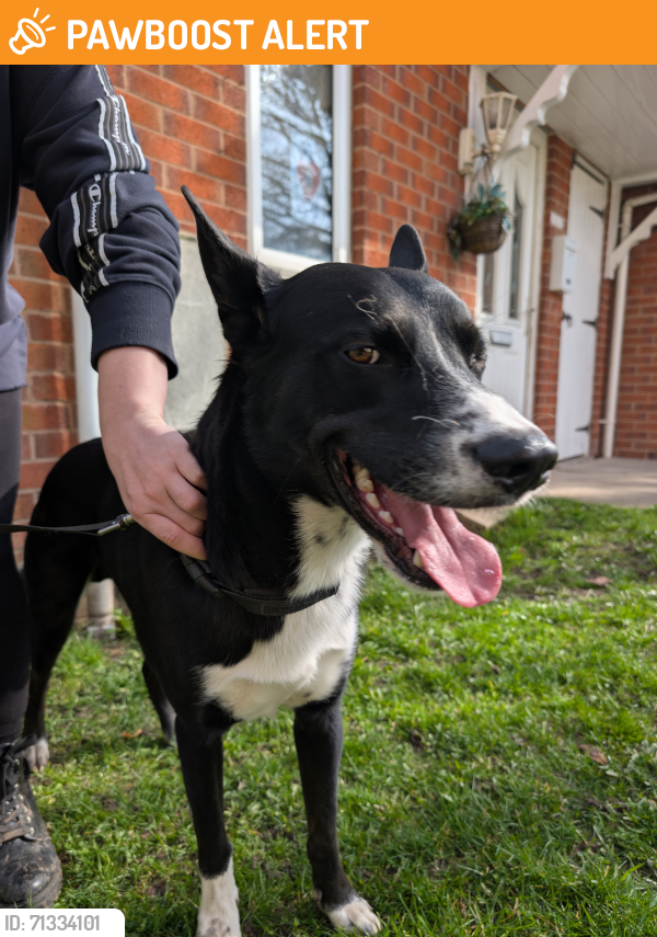 Greater Manchester, England Stray Male Dog Found Near Near Martindale ...