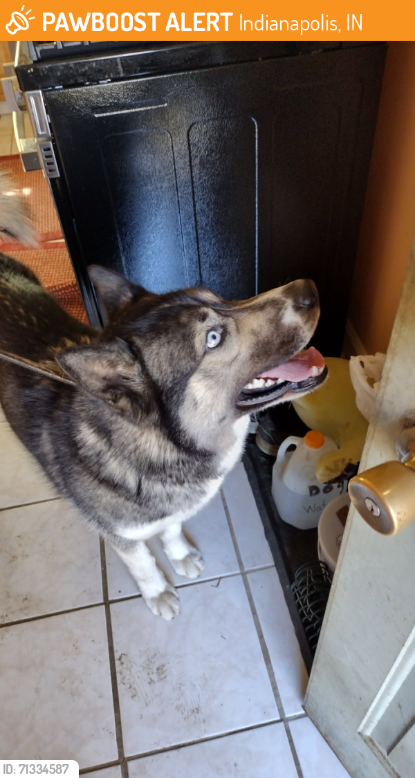 Indianapolis, IN Stray Dog Found Near Wallace and New York Street ...