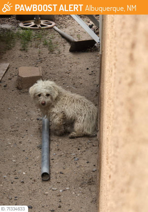 Albuquerque, NM Stray Male Dog Found Near Sage/90th | PawBoost