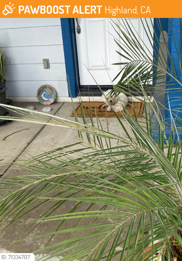 Highland, CA Stray Male Dog Found Near Seeley and baseline | PawBoost