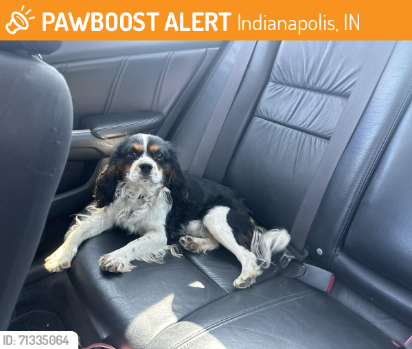 Indianapolis, IN Stray Male Dog Found Near sheffield ave | PawBoost