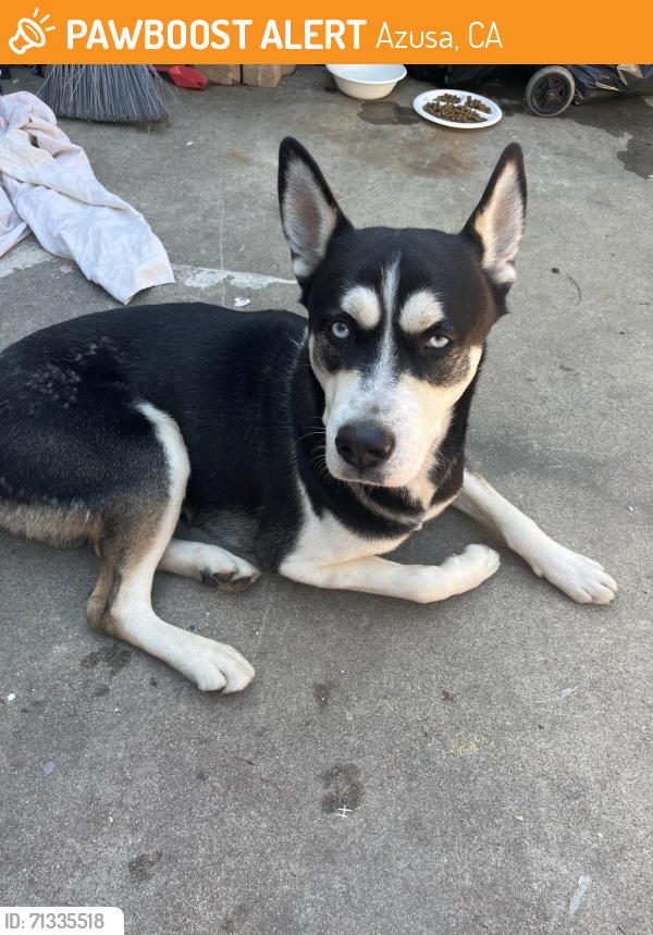 Azusa, CA Stray Male Dog Found Near 2nd st and san gabriel ave | PawBoost