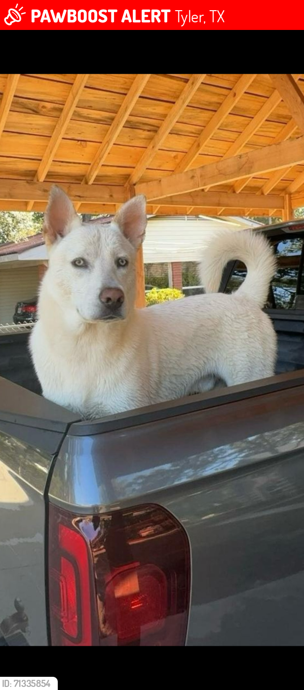 Tyler, TX Lost Male Dog, MAX Is Missing | PawBoost