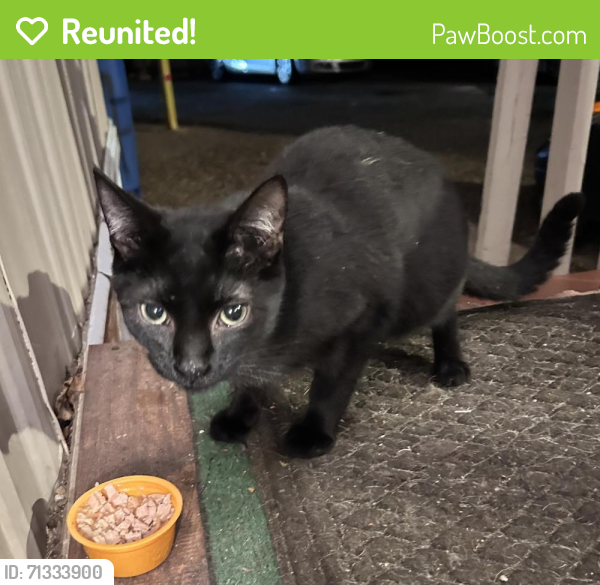 Reunited Cat in Tucson, AZ 85716 (ID: 71333900) | PawBoost