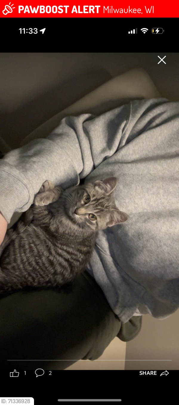 Milwaukee, WI Lost Male Cat, divino Is Missing | PawBoost