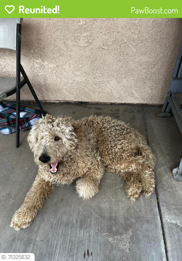 Reunited Male Dog in San Bernardino, CA 92405 (ID: 71325632) | PawBoost