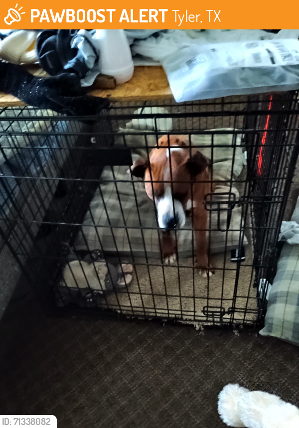 Tyler, TX Stray Male Dog Found Near Next to new life baptism chur h ...