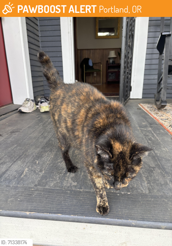 Portland, OR Stray Female Cat Found Near SE 28th and Burnside | PawBoost