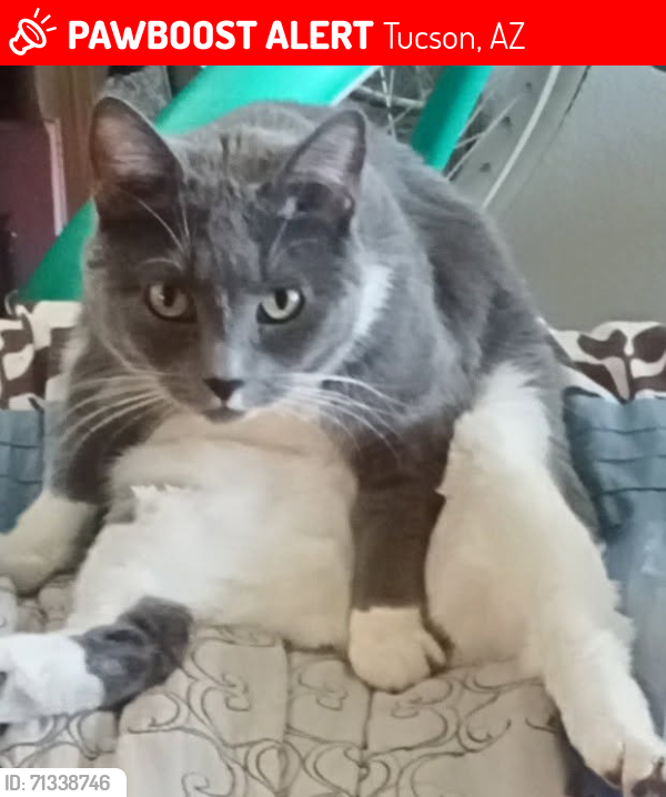 Tucson, AZ Lost Female Cat, Baby Is Missing | PawBoost