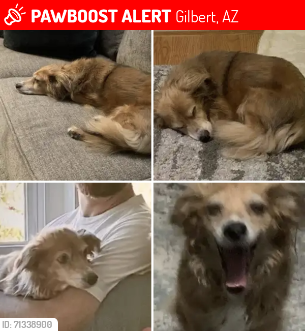 Gilbert, AZ Lost Male Dog, Wrigley Is Missing | PawBoost