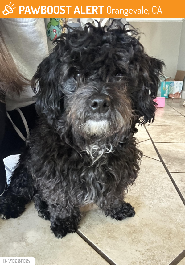 Orangevale, CA Stray Male Dog Found Near Found on Oak Ave, just past ...