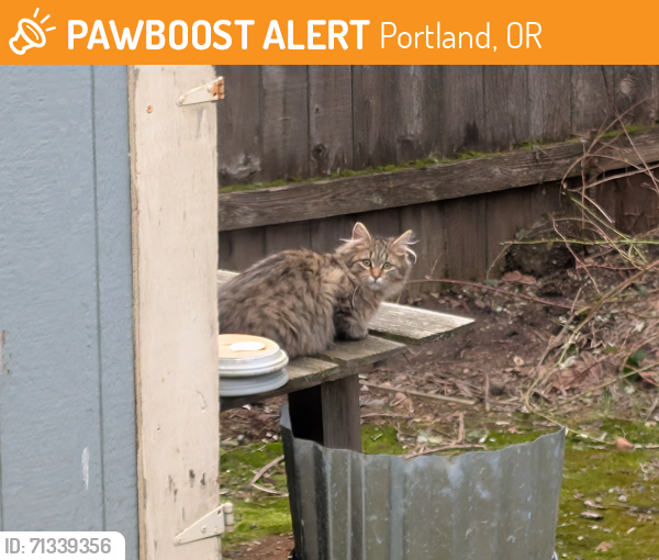 Portland, OR Stray Cat Found Near Lents Park | PawBoost