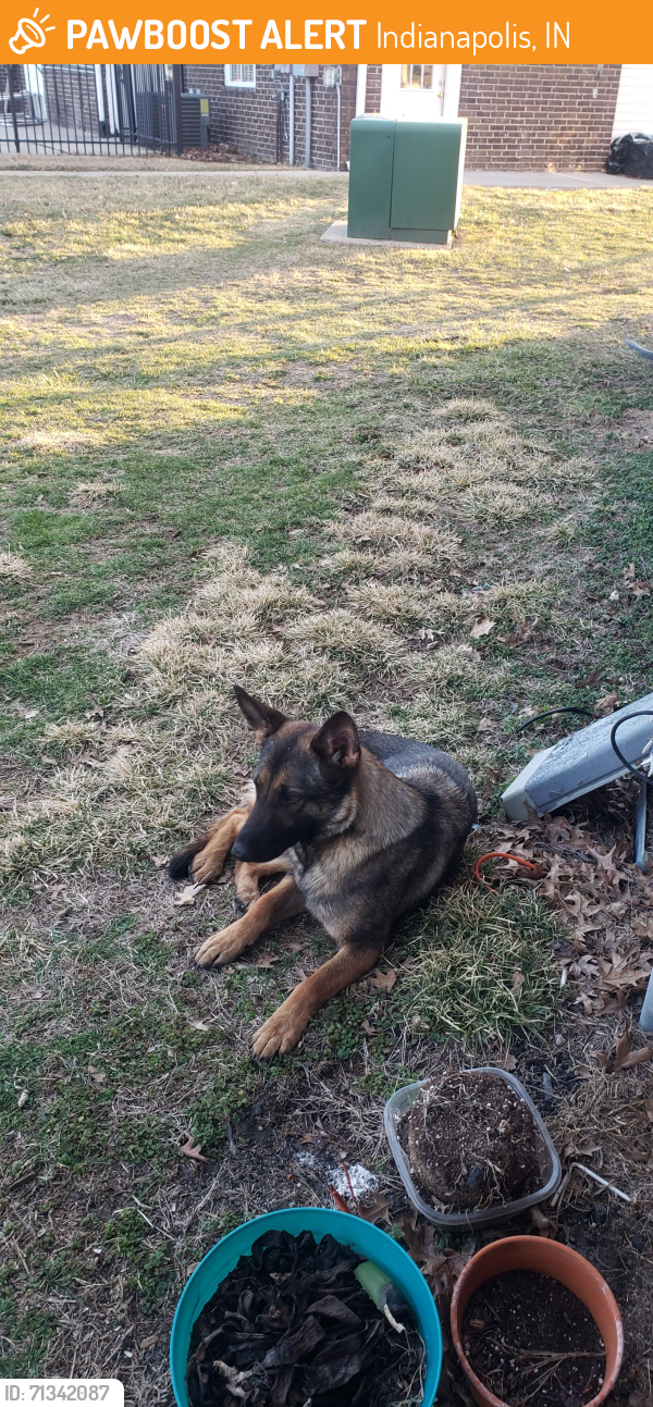 Indianapolis, IN Stray Female Dog Found Near Near Merlin lake dr | PawBoost