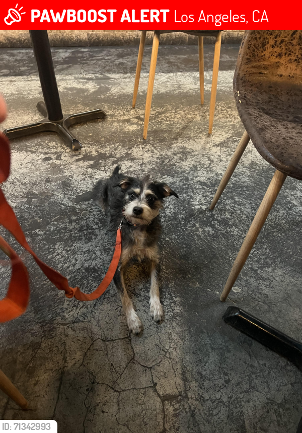 Los Angeles, CA Lost Male Dog, Mosh Is Missing | PawBoost