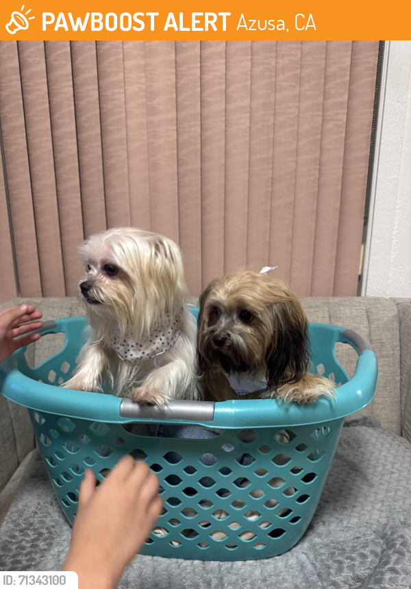 Azusa, CA Stray Male Dog Found Near Azusa | PawBoost