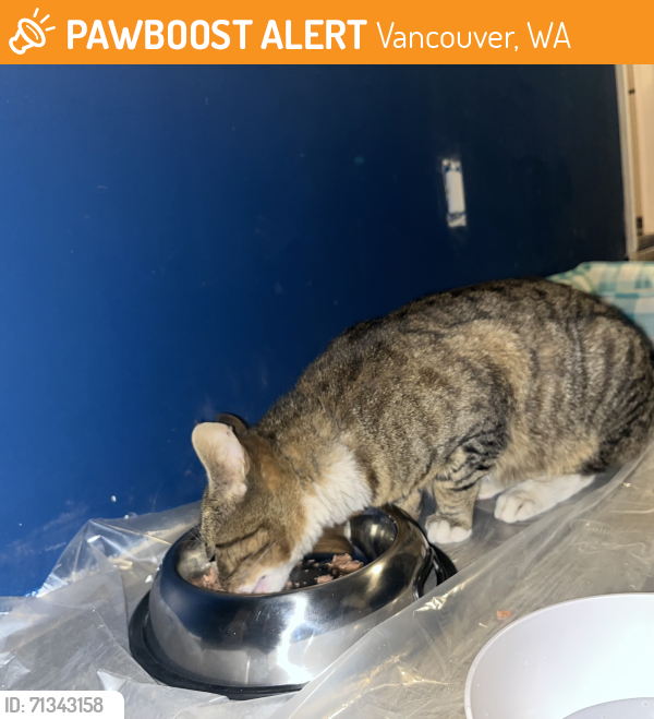 Vancouver, WA Stray Male Cat Found Near Near the Winco Foods by Burton ...
