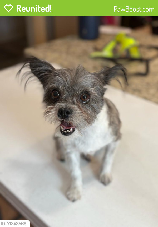 Reunited Female Dog in Albuquerque, NM 87123 (ID: 71343568) | PawBoost