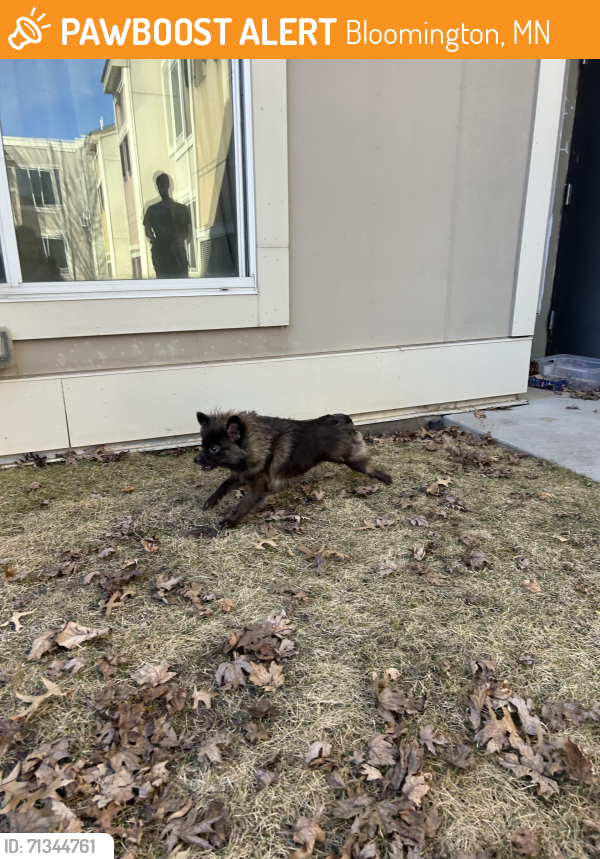 Bloomington, MN Stray Dog Found Near Near brew Avenue | PawBoost