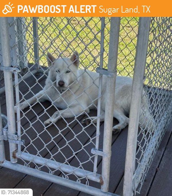 Sugar Land, TX Stray Male Dog Found Near Fort Bend Church | PawBoost