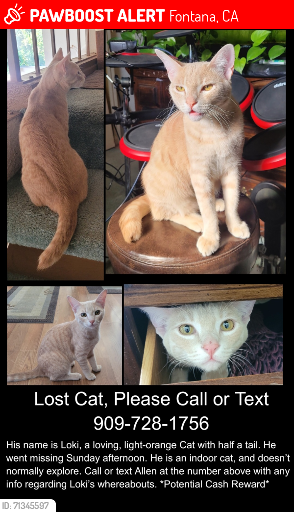 Fontana, CA Lost Male Cat, Loki Is Missing | PawBoost