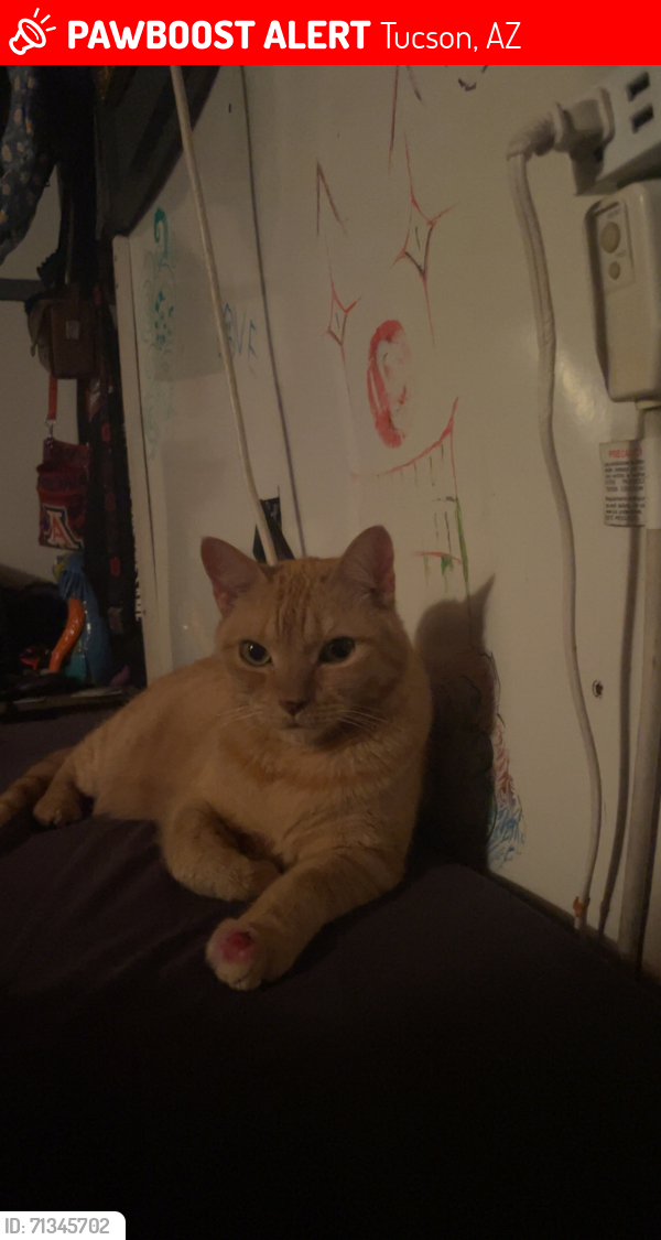 Tucson, AZ Lost Male Cat, Calcifur Is Missing | PawBoost