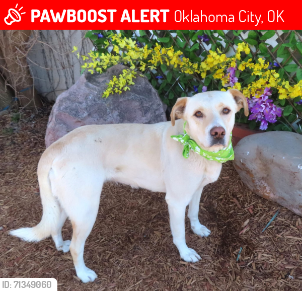 Oklahoma City, OK Lost Female Dog, Alondra Is Missing | PawBoost