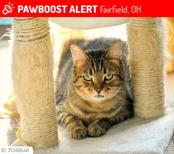 Fairfield, OH Lost Male Cat, Cooper Is Missing | PawBoost