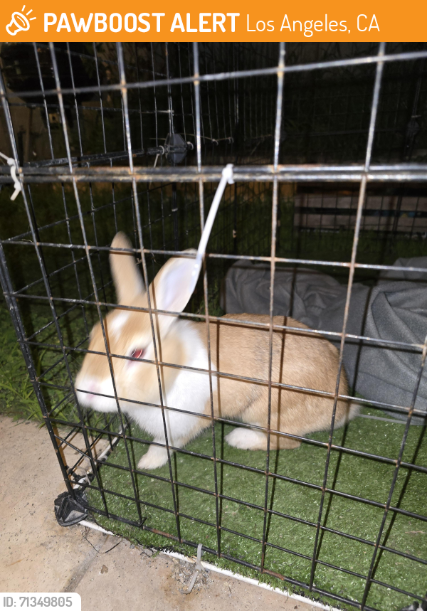 Los Angeles, CA Stray Rabbit Found Near Florence & Western | PawBoost